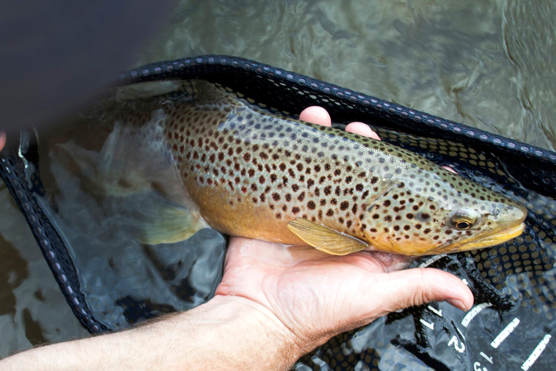 Smith River Protection | Montana Trout Unlimited