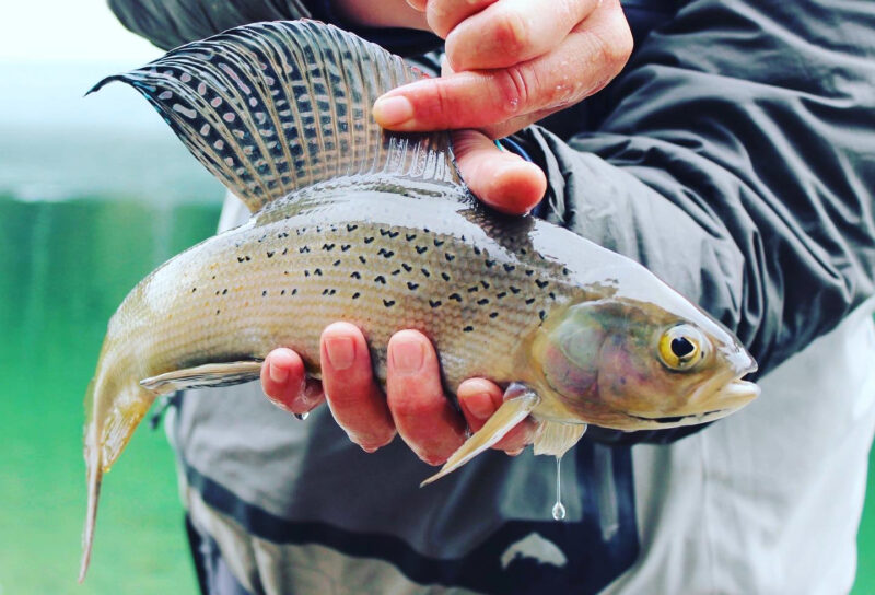Help Save Red Rock Lake Arctic Grayling - Montana Trout Unlimited